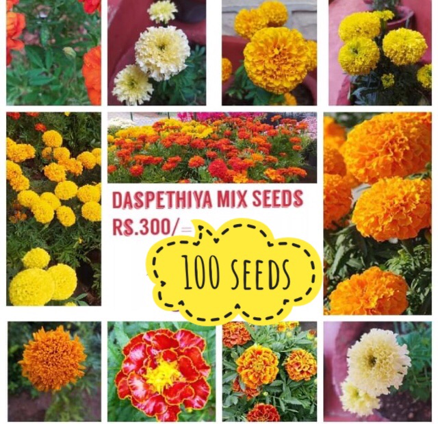 Mix colours marigolds seeds | Daraz.lk
