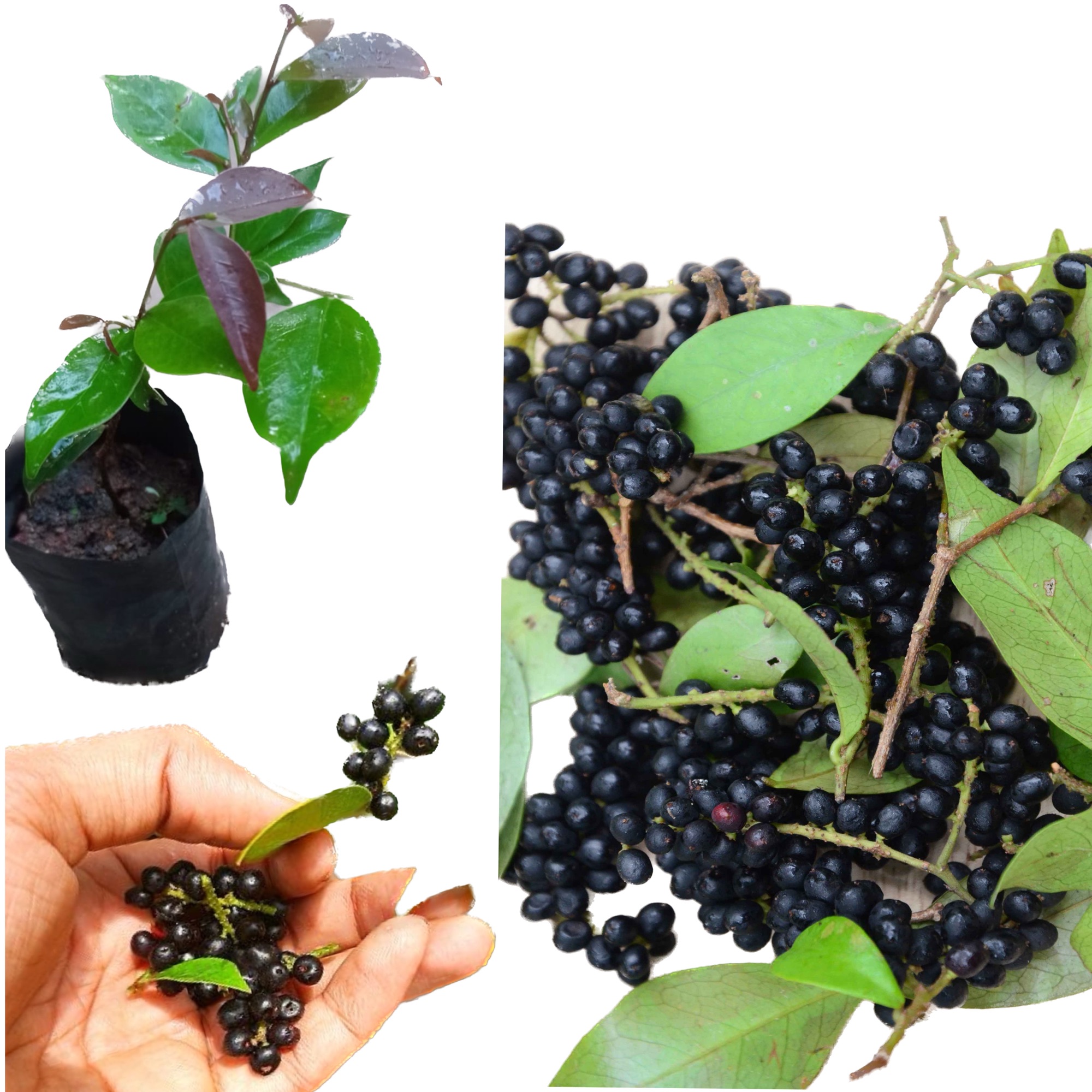 Abilla rare Sri Lankan fruit plant | Daraz.lk