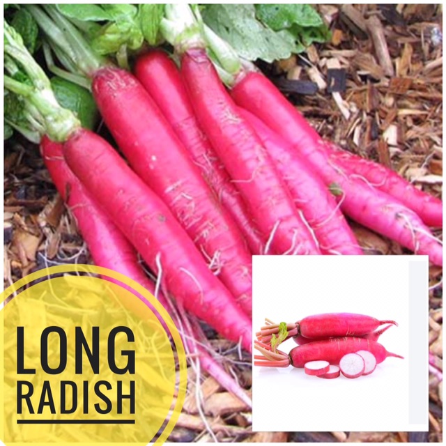Red long radish seeds your home garden. | Daraz.lk
