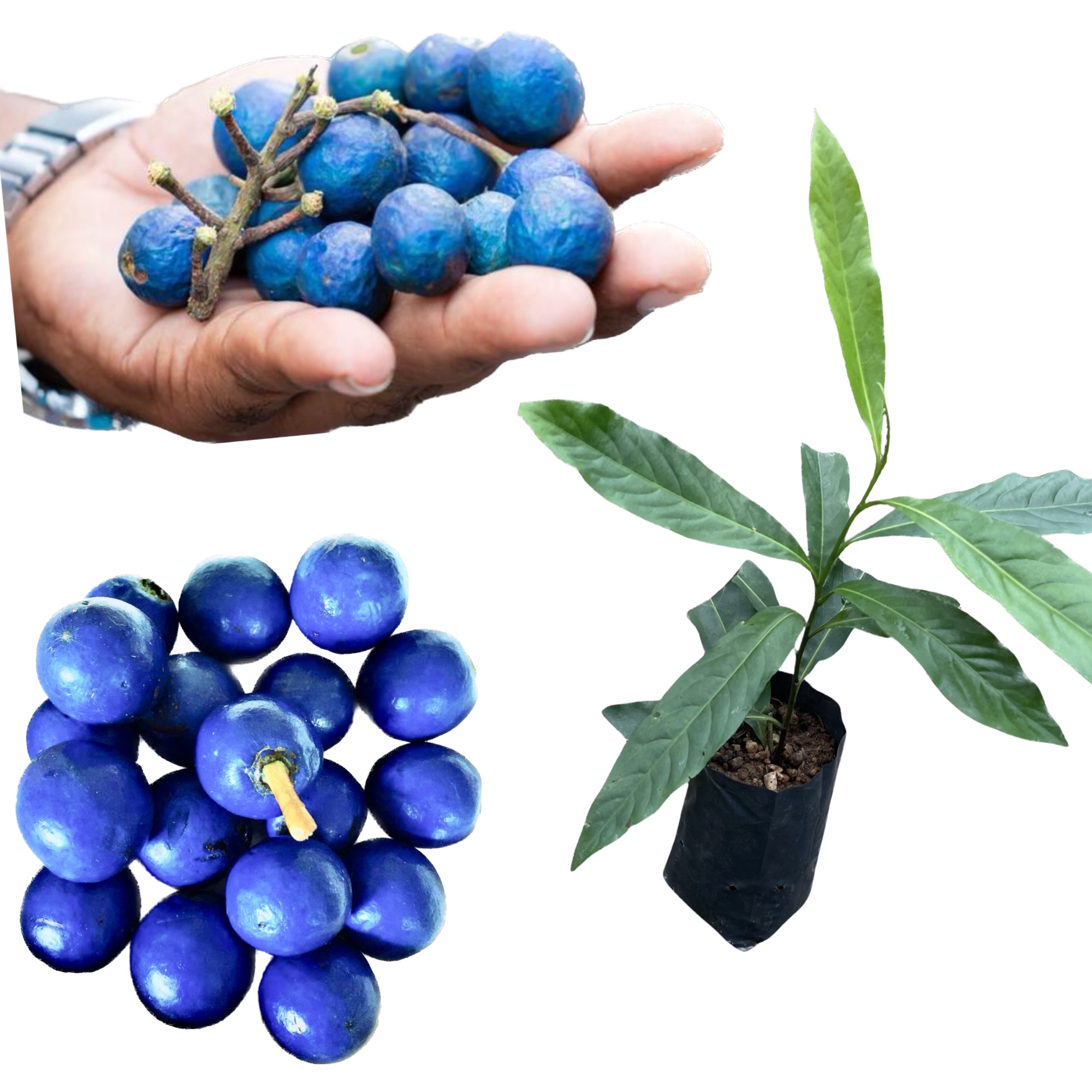 Blue olives nil veralu rare layer plant | Daraz.lk