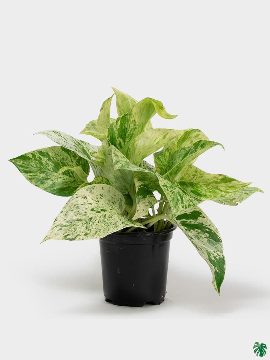 Pathos/ Money Plants/Indoor plants/Table top plants | Daraz.lk