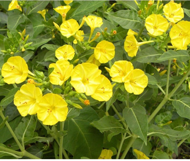 Hendirikka Flower Flowers | Flickr