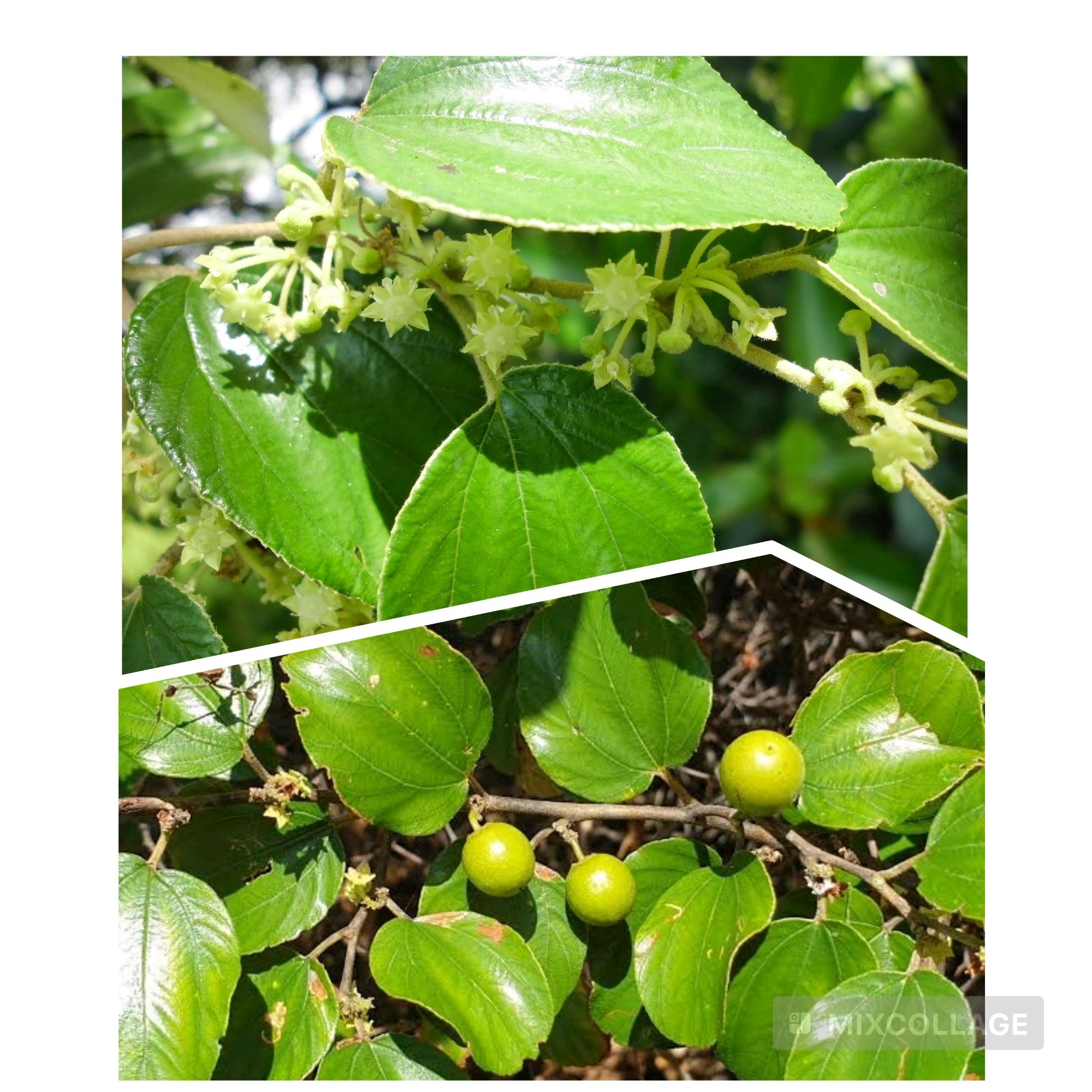 srilankan apple / Ilanthai plants / indian jujube plants | Daraz.lk