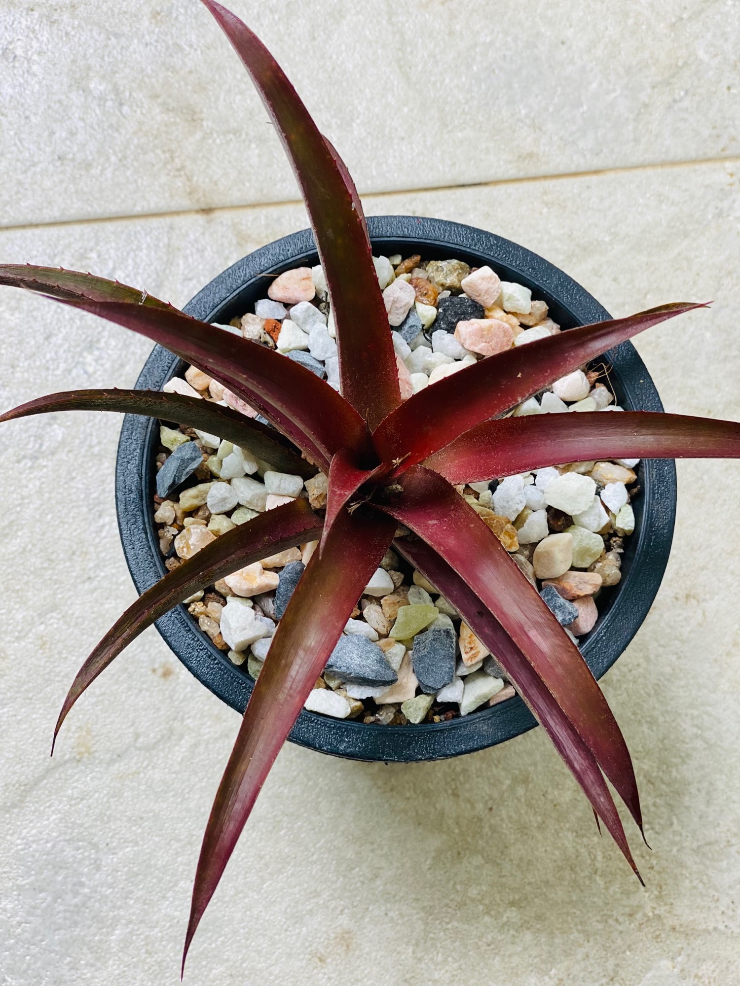 Indoor plant red with black pot | Daraz.lk