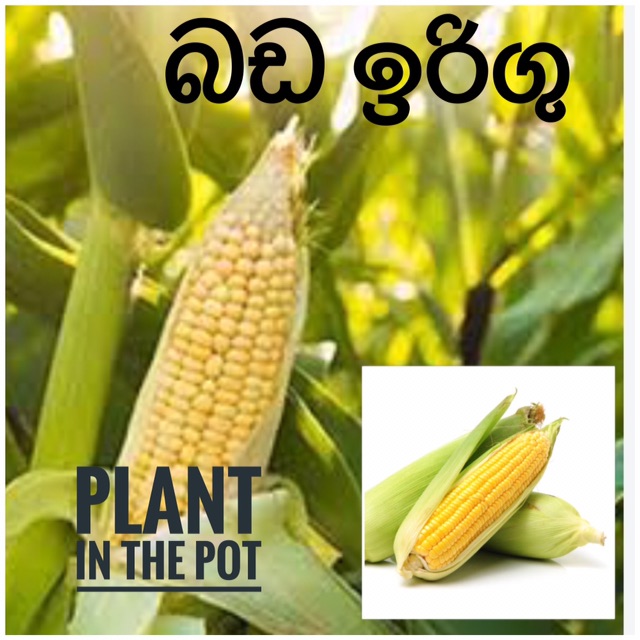 Bada erigu corn seeds home garden | Daraz.lk
