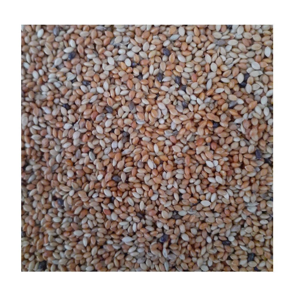 Unpolished Foxtail Millet For Birds - 1Kg (Thana hal | Thinai) | Daraz.lk