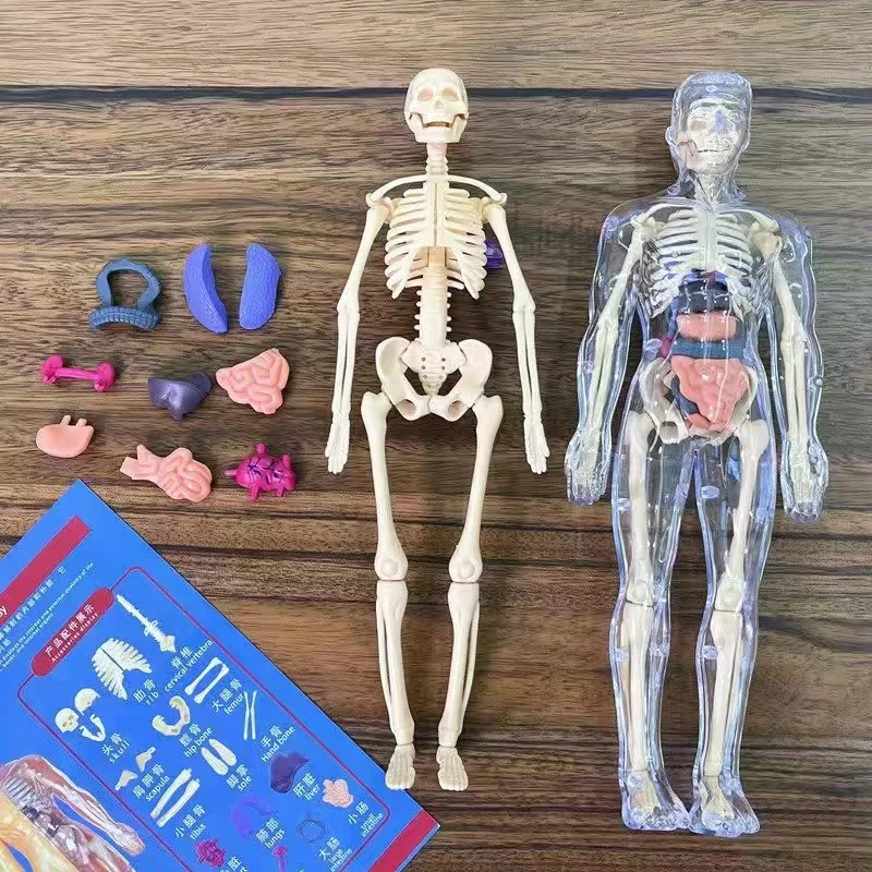 Children's Human Skeleton Organ Model Toys Science Education Cognitive Assembly Skeleton ...