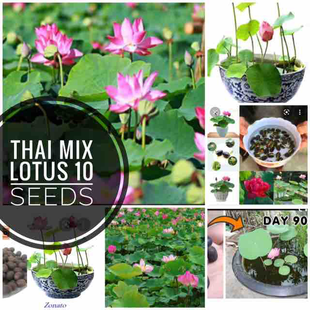 Thailand mix colours 10 Lotus seeds for your home garden | Daraz.lk