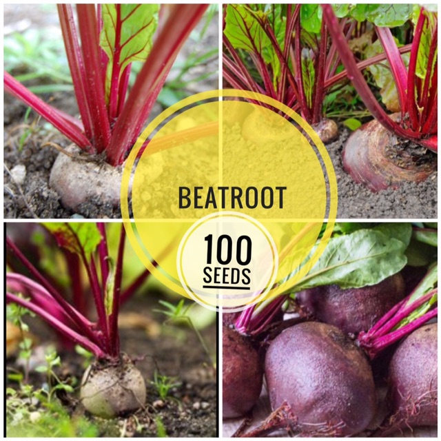Beat root seeds home garden | Daraz.lk
