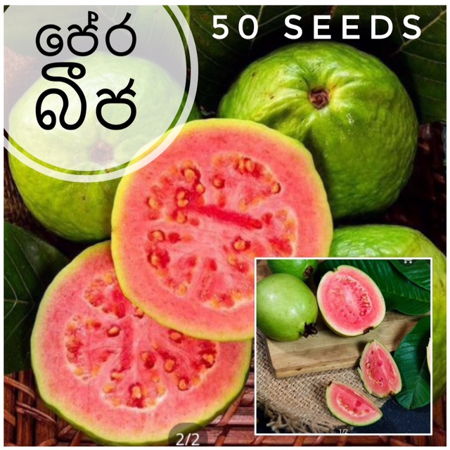 Guavava 50 seeds home garden. | Daraz.lk