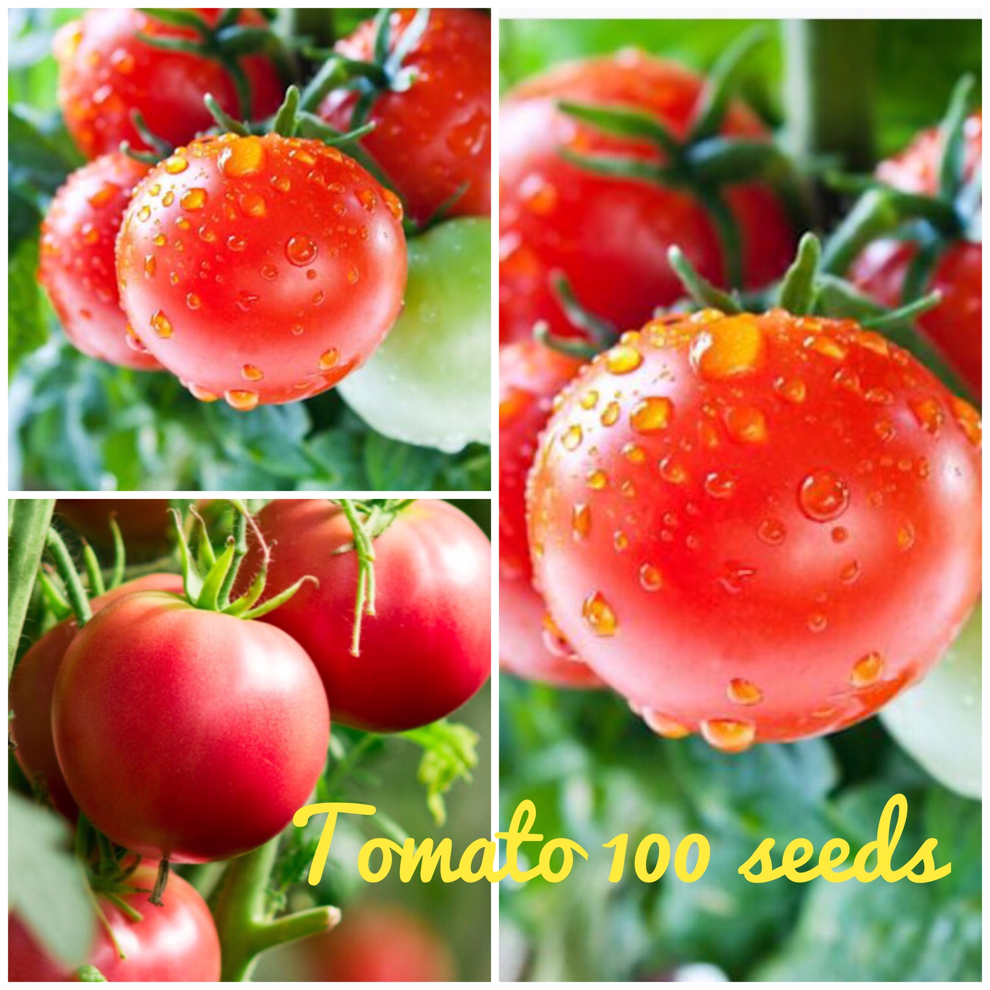 Tomato ball 100 seeds your beautiful home garden. | Daraz.lk