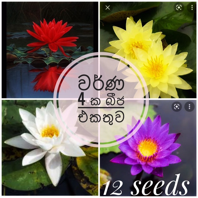 Lotus seeds 4 colours pack (12 seeds) beautiful home garden. | Daraz.lk
