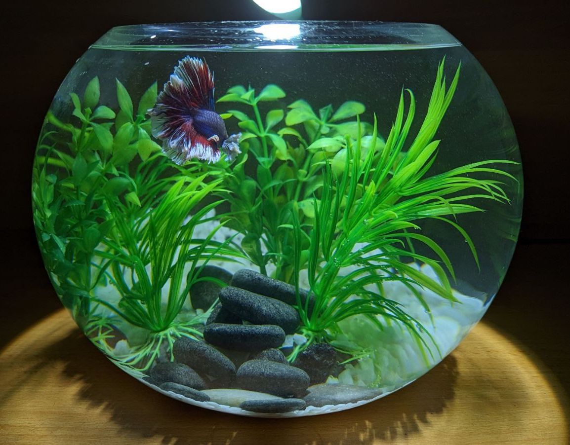 Fish Bowl 8 inch big size aquarium Bowl with stone and plant | Daraz.lk