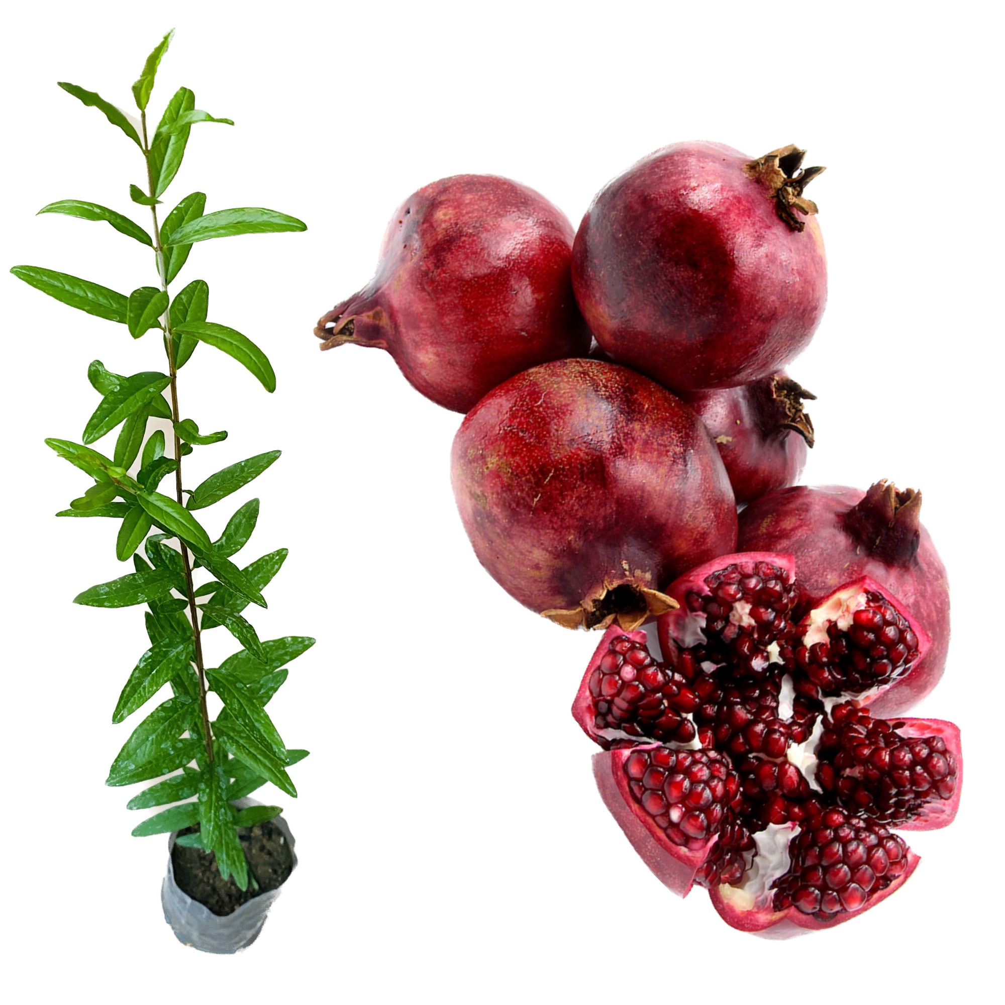 Red angel pomegranate plant malaysian rathu delum pala | Daraz.lk