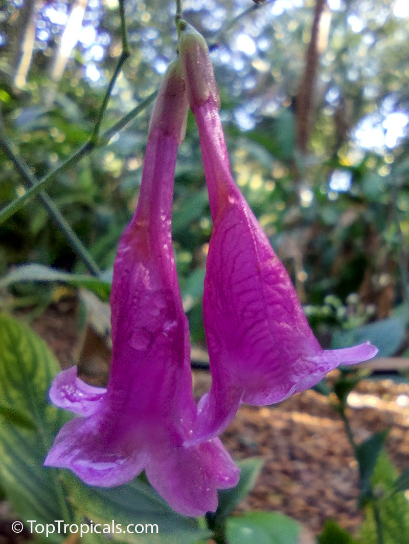 Chinese rain bell flower plant/ live plant/ flower plant/ flowering ...