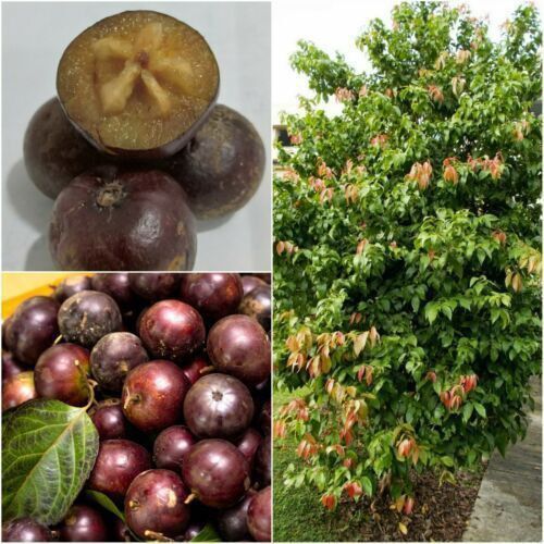 Uguressa Plant Delight | Daraz.lk