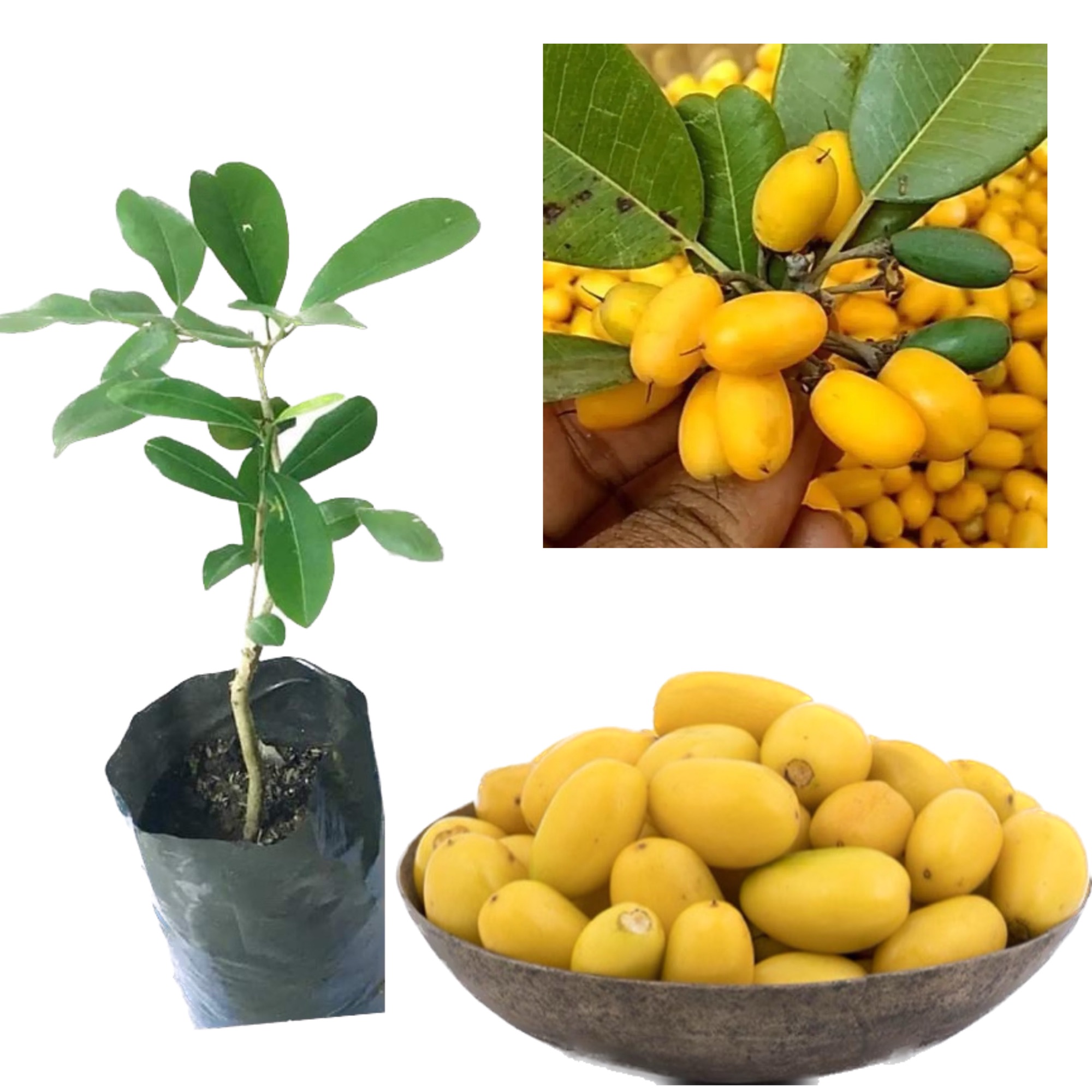 Palu grafted plant badda palu pala | Daraz.lk