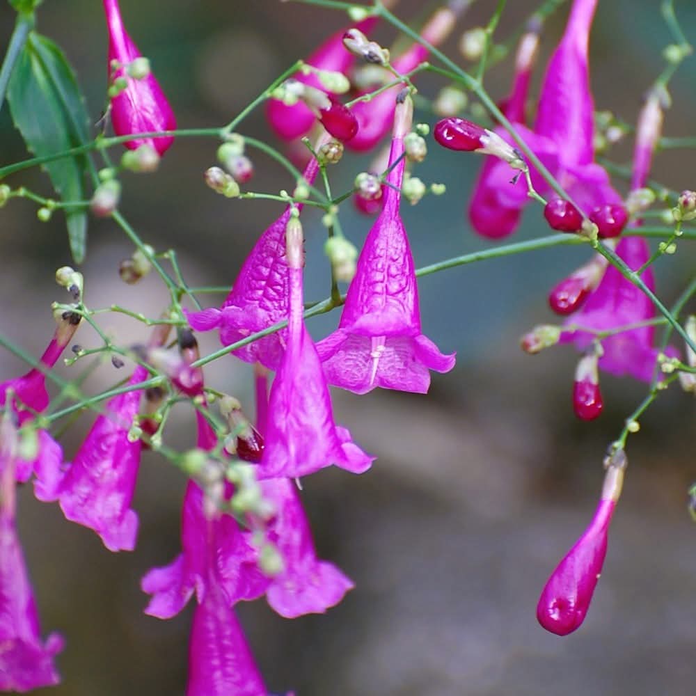 Chinese rain bell flower plant/ live plant/ flower plant/ flowering ...