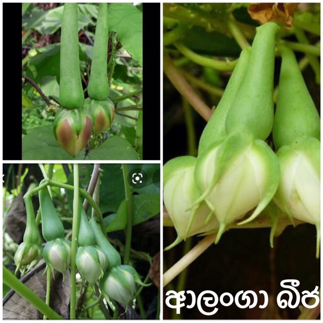 Alanga seeds pack in 5 seeds green colours | Daraz.lk