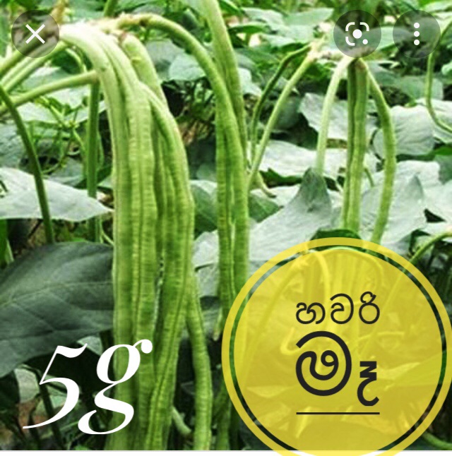 හවරි මෑ / Hawari mae 5g seeds home garden. | Daraz.lk