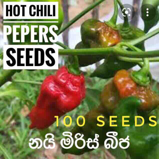 Hot chilli peppers 100 seeds නයි මිරිස් බීජ | Daraz.lk