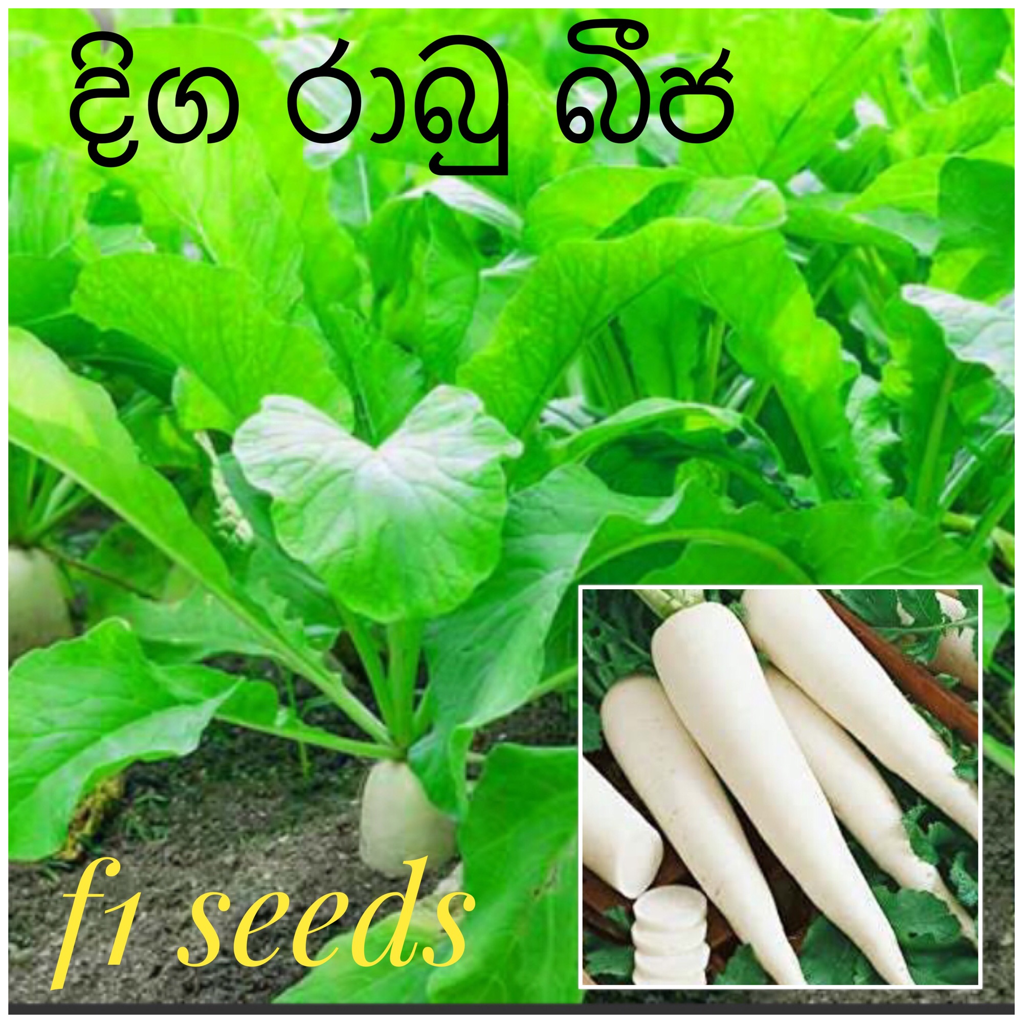 Long radish 1g seeds home garden. f1 hybrid seeds germination 98% | Daraz.lk