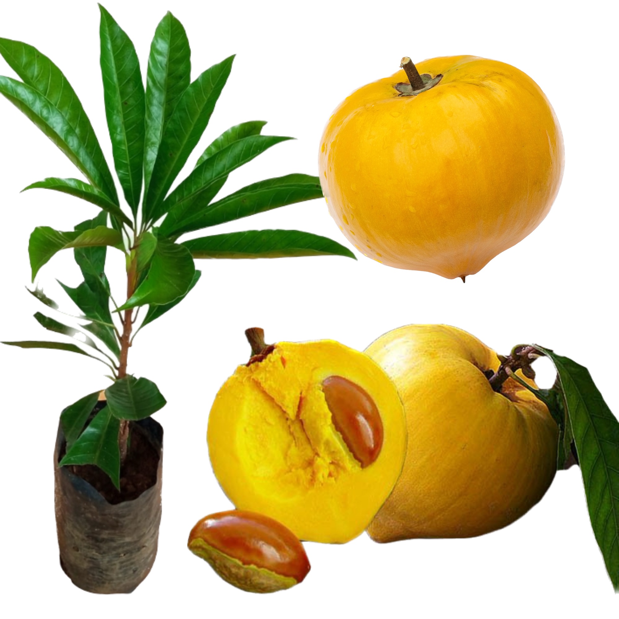 Laulu plant canistel egg fruit plant | Daraz.lk