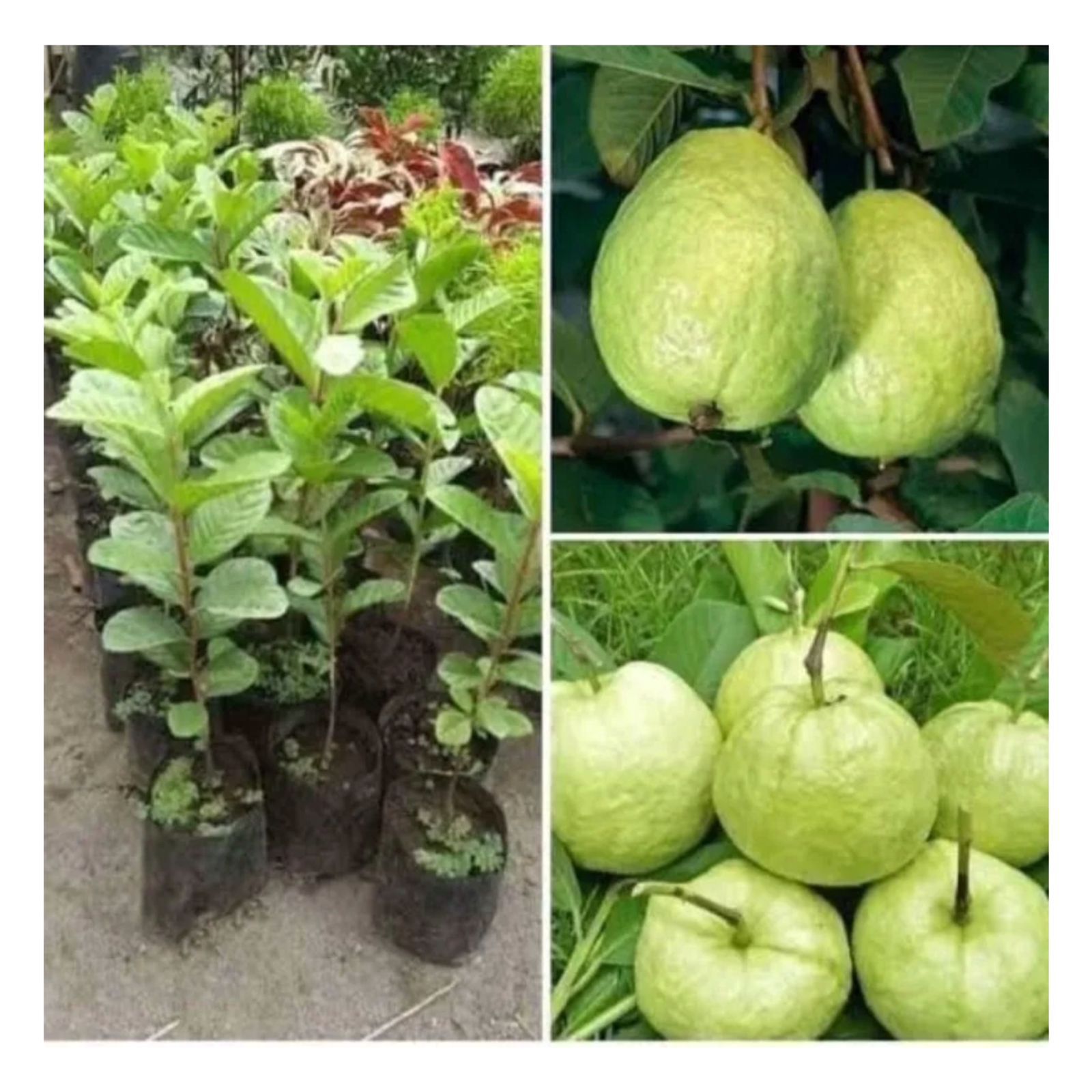 Apple Guava Plant: Your Homegrown Tropical Delight | Daraz.lk