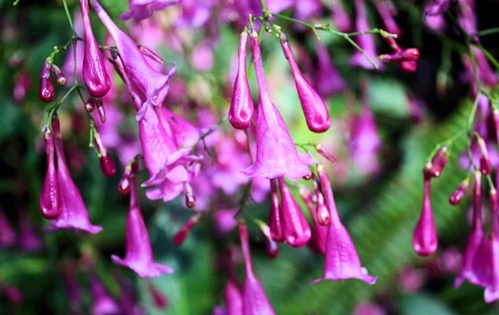 Chinese rain bell flower plant/ live plant/ flower plant/ flowering ...