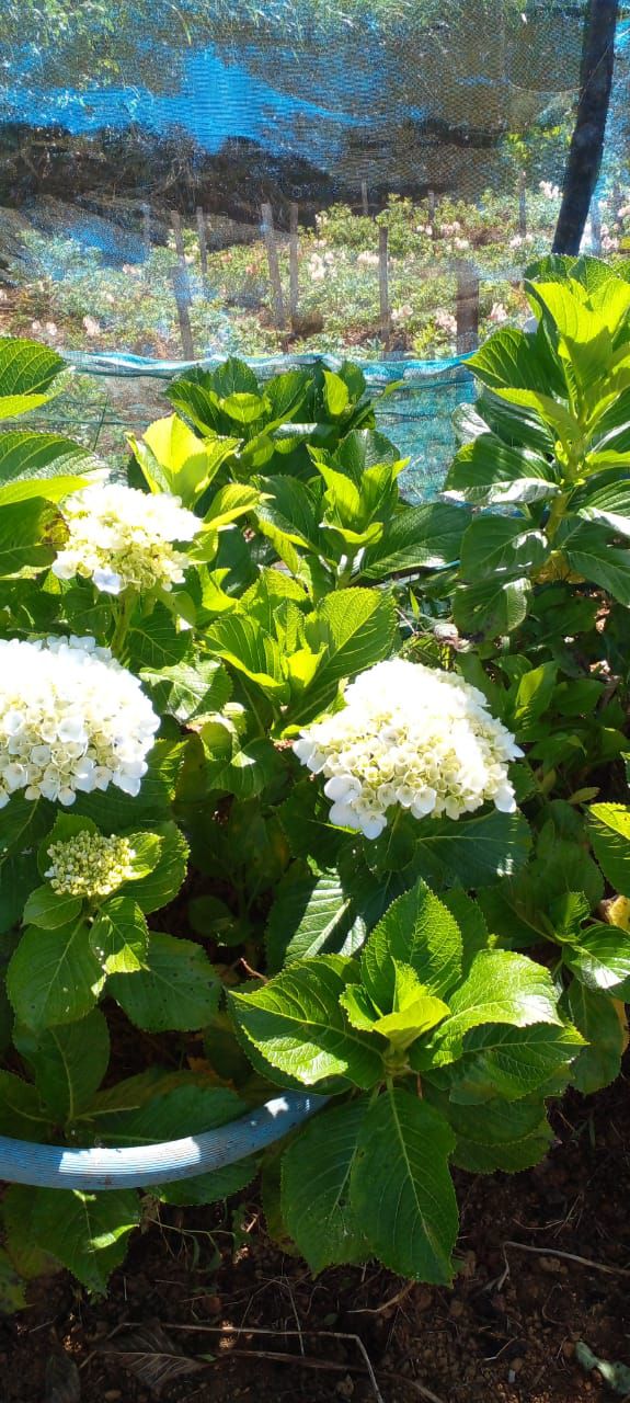 hydrangea flower plant | Daraz.lk