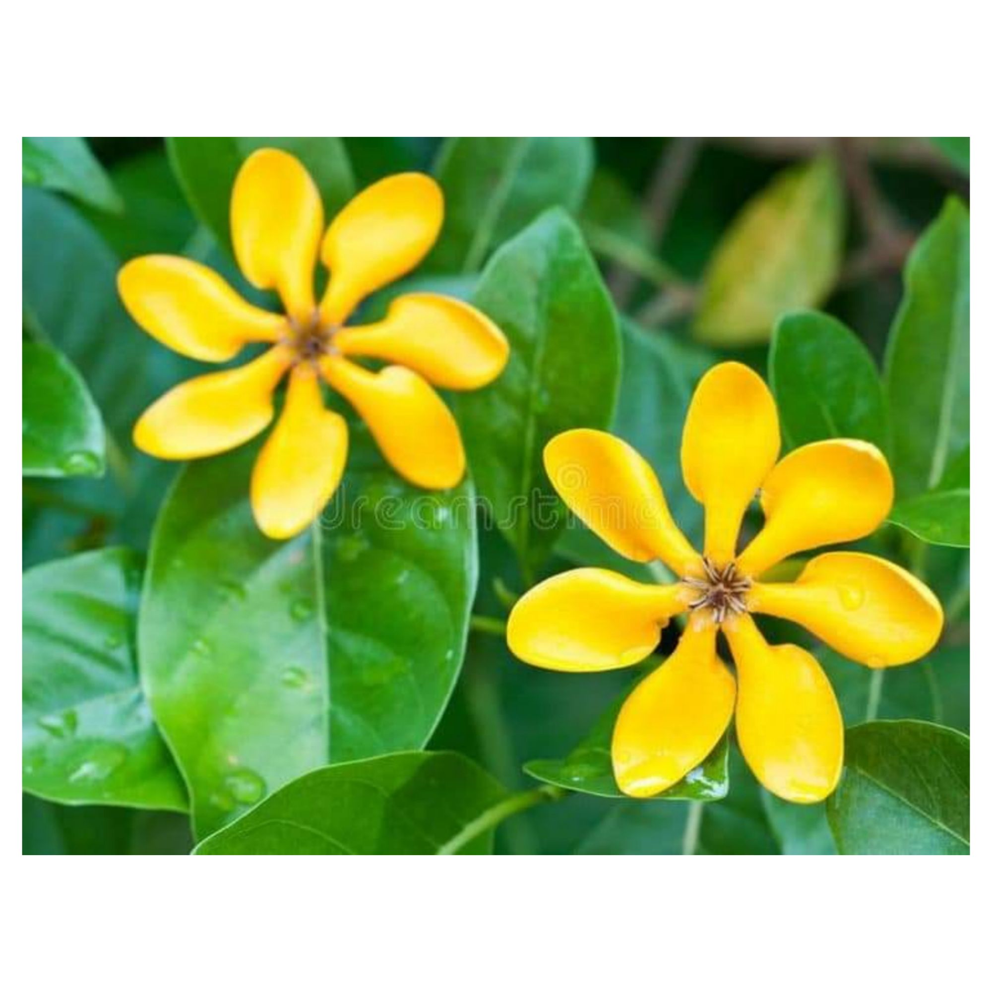 Vihara Idda Plant - Large Yellow Flowers for Your Garden | Daraz.lk