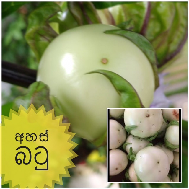 Ahas batu 30 seeds pack home garden. | Daraz.lk