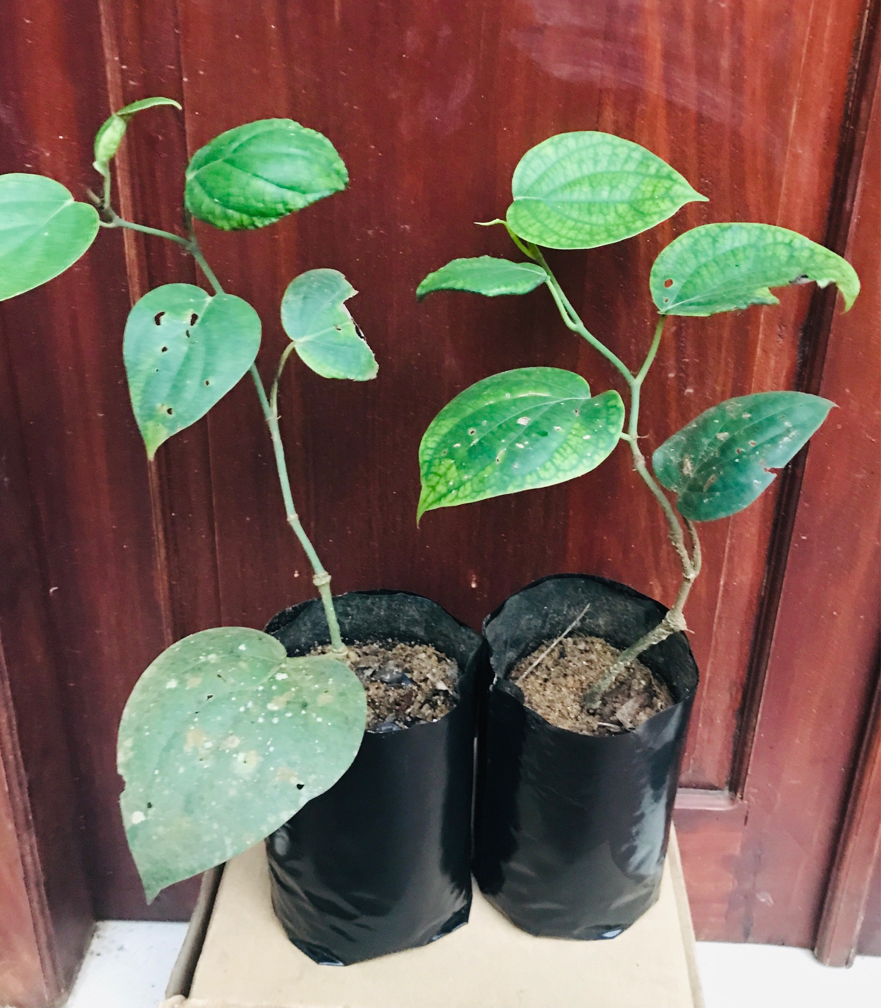 Pepper plants gammiris pala ගමිමිරිස් පැල | Daraz.lk