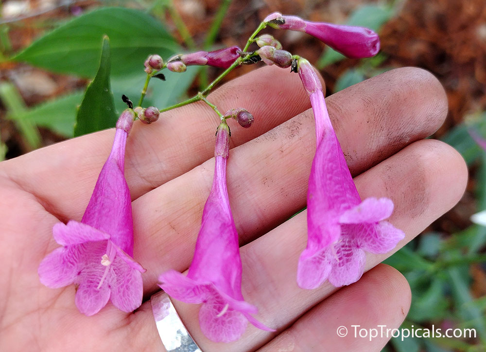 Chinese rain bell flower plant/ live plant/ flower plant/ flowering ...