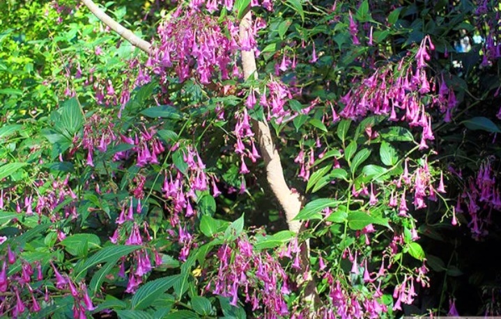 Chinese rain bell flower plant/ live plant/ flower plant/ flowering ...