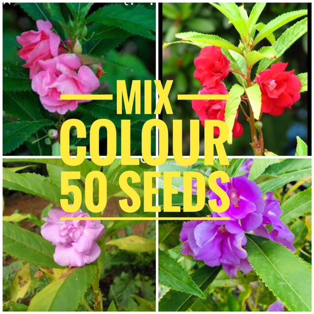 කූඩලු මල් Kudalu flowers mix colours 50 seeds for your beautiful home ...